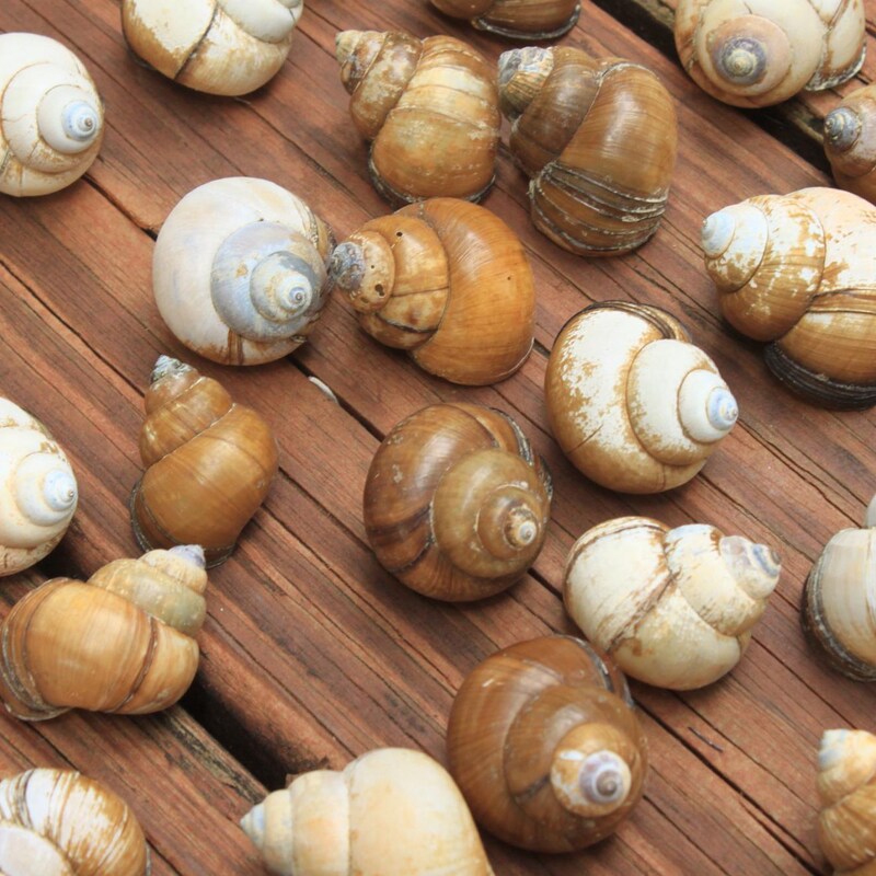 NaturesOfferings - Etsy