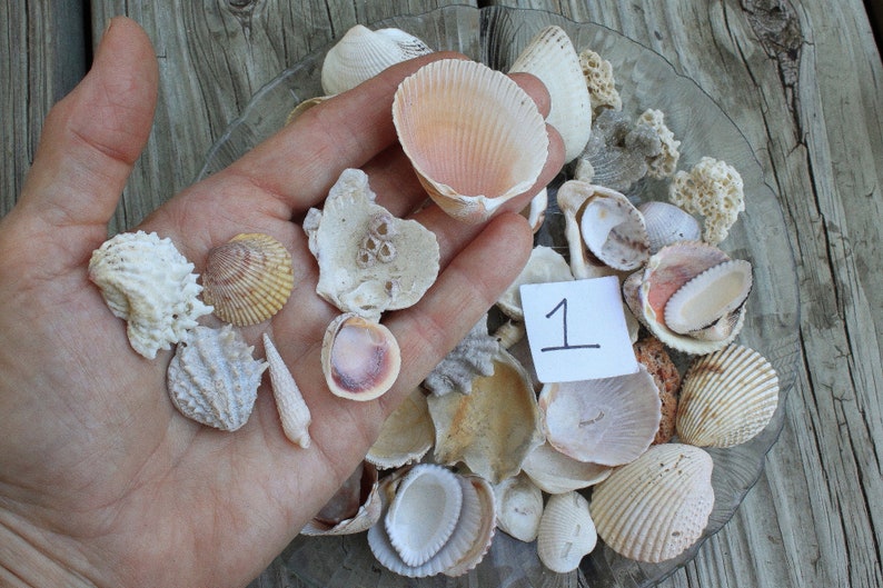 Seashell Mix From Sanibel Island - Etsy
