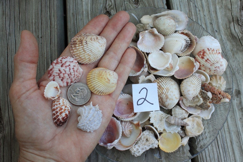 Seashell Mix From Sanibel Island - Etsy