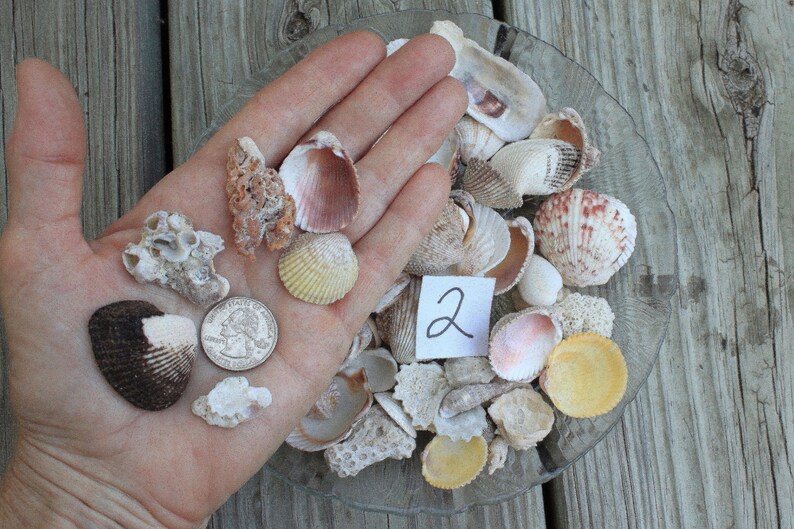 Seashell Mix From Sanibel Island - Etsy