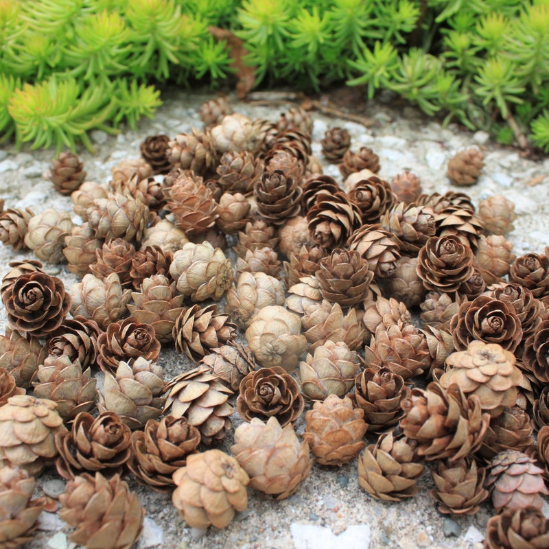 Rustic Pine Cone - Etsy