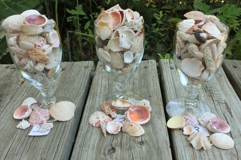 Seashell Mix From Sanibel Island - Etsy