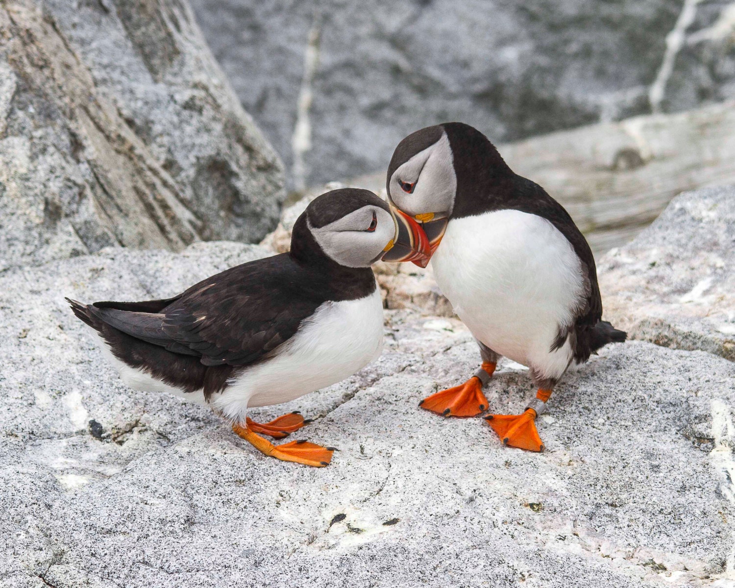 Puffins Snuggled Up - Etsy