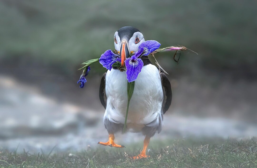 Puffin With a Flower - Etsy