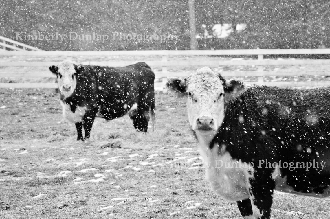 Cows in the Snow Print {black and White Cow Art, Country Home Decor ...