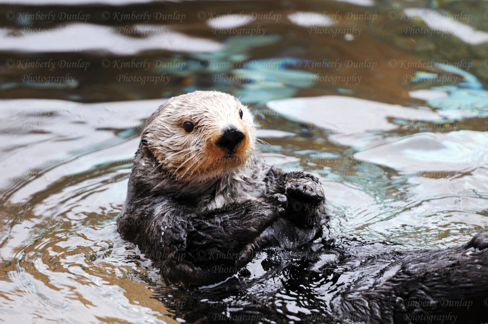 Fine Art Sea Otter Photograph wildlife Photography Nature - Etsy