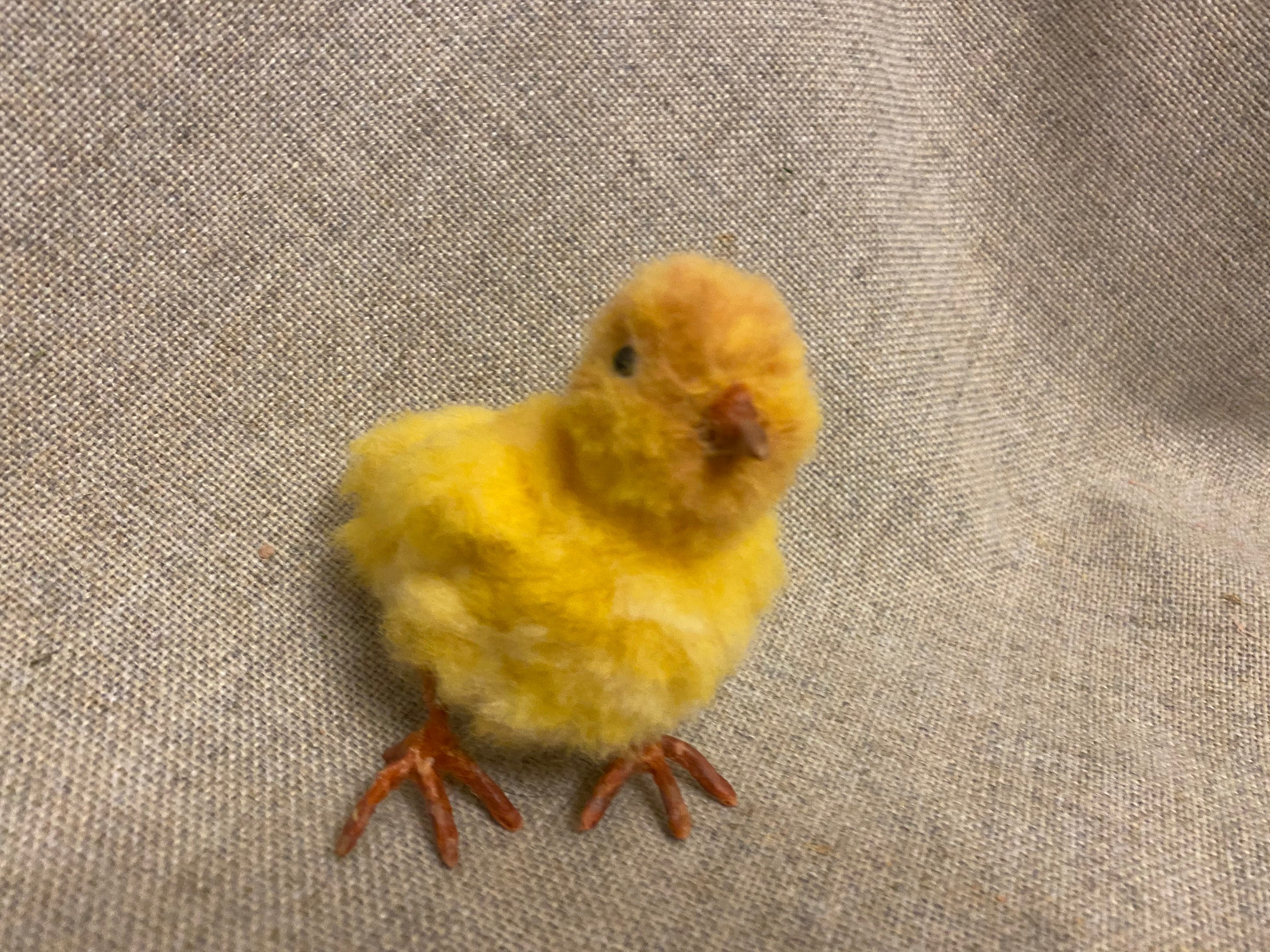 Needle Felted, Yellow Chick, Baby Bird, Realistic Animal Wool Sculpture ...