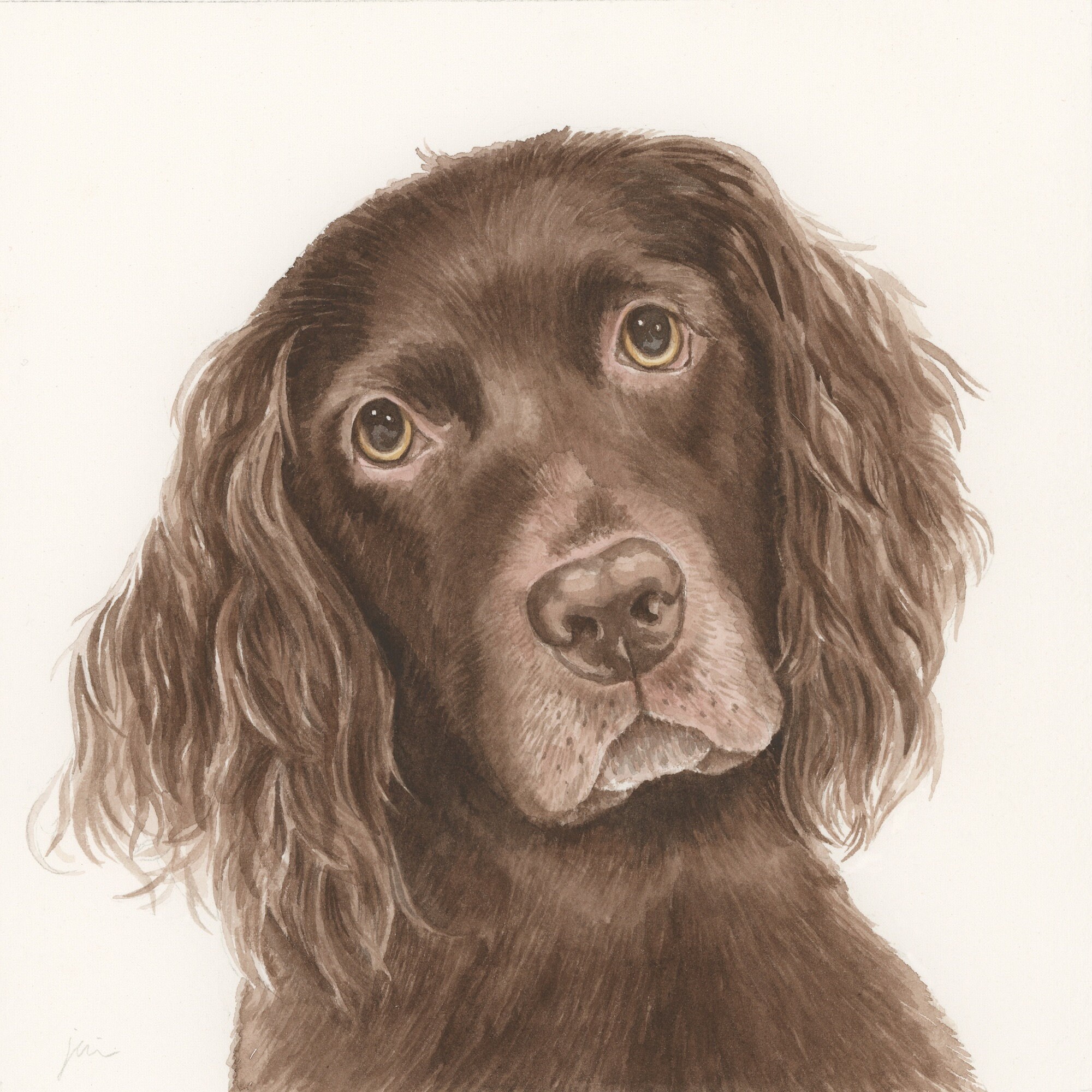 Boykin Spaniel Portrait, Custom Dog Portrait, Original, Hand Painted ...