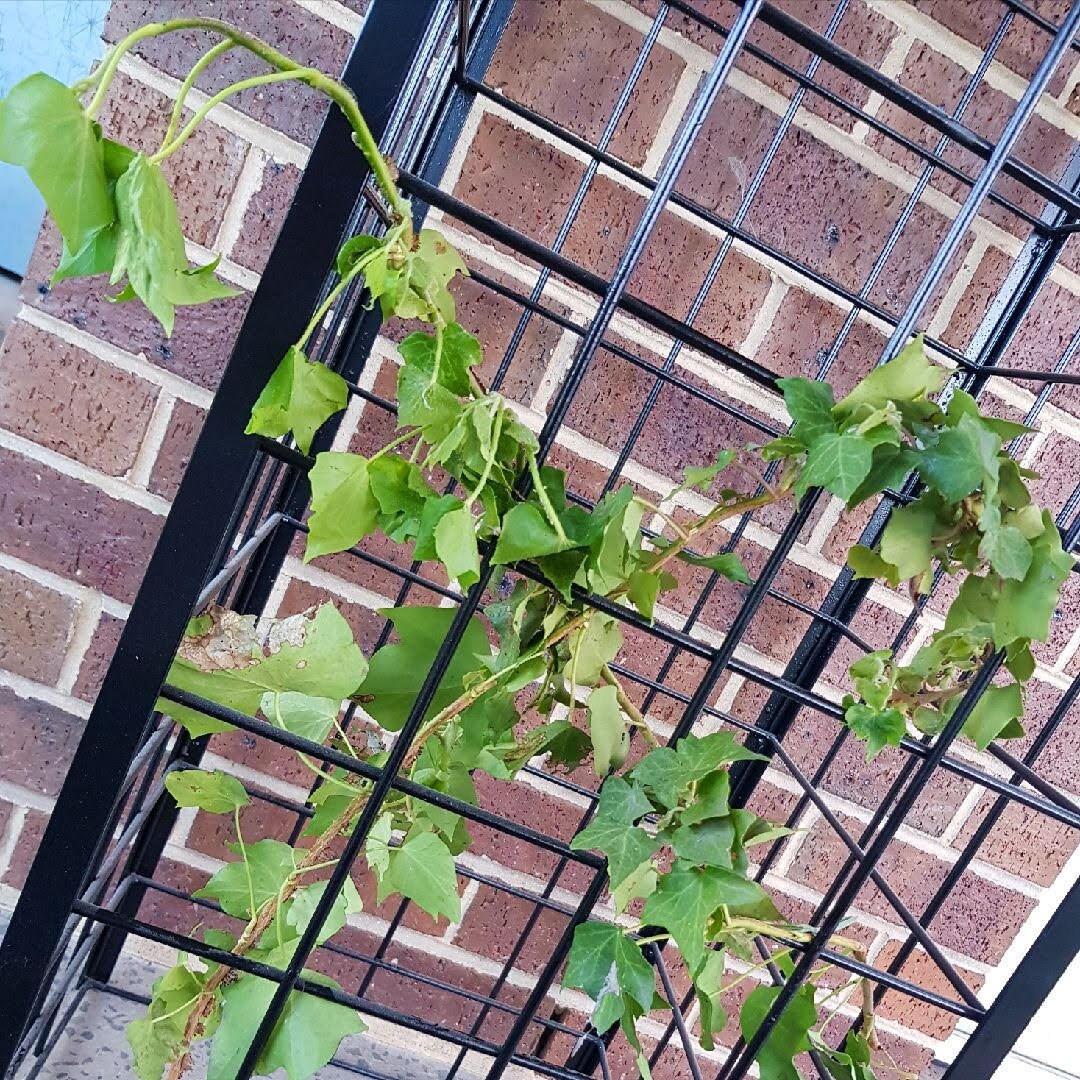 Black Trellis Vertical Garden, Polished Concrete Planter; Large ...