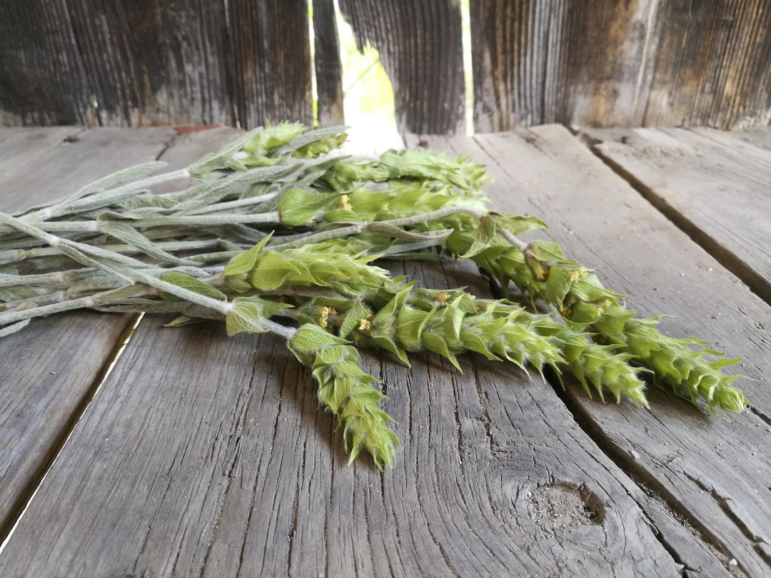 Bulgarian Mountain Tea - Sideritis Scardica - Mursalski Tea From the ...