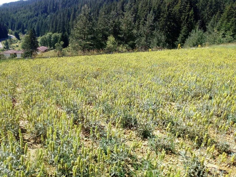 Bulgarian Mountain Tea Sideritis Scardica Mursalski Tea - Etsy Australia