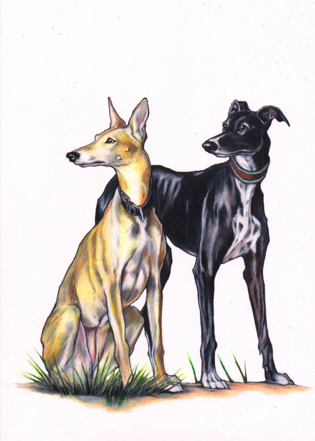 Custom Pet Illustration of 2 X Pets Together From Photo, Dogs, Cats ...