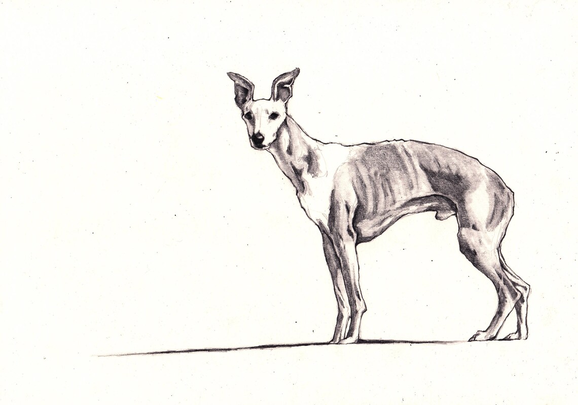 Pencil Drawing of a Whippet, Original Wall Art, Whippets, Pencil Sketch ...