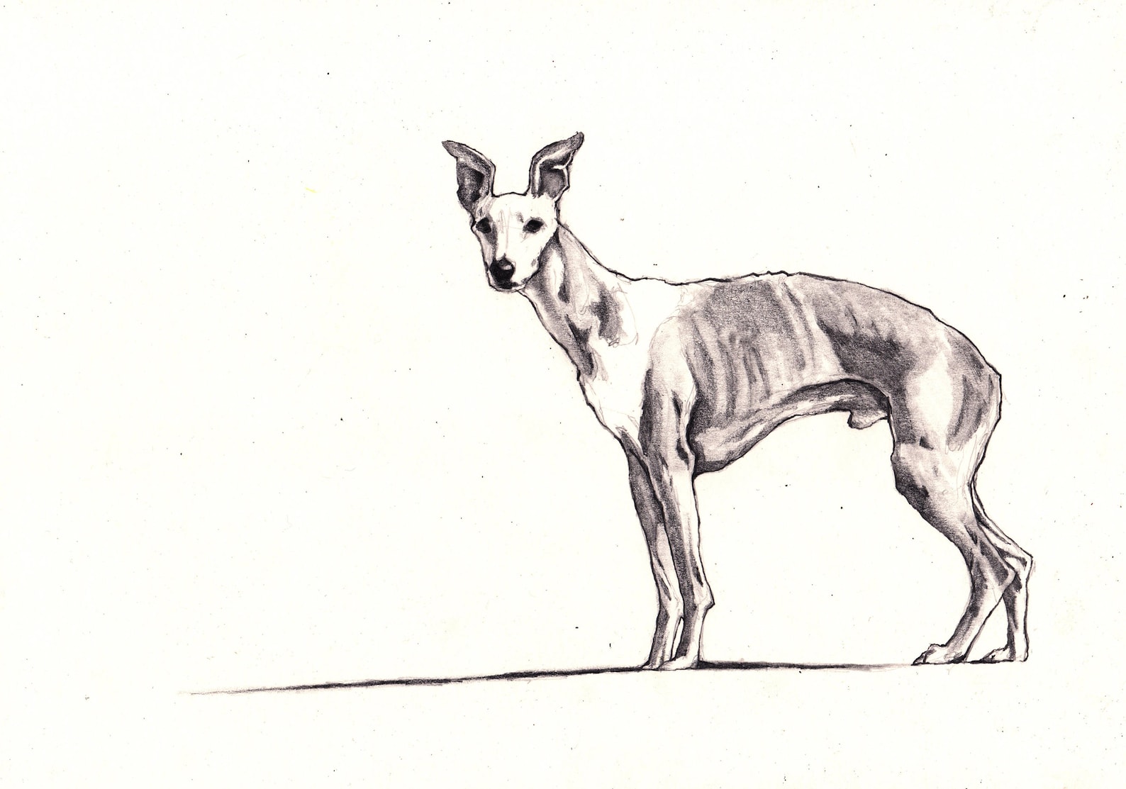Pencil Drawing of a Whippet, Original Wall Art, Whippets, Pencil Sketch ...