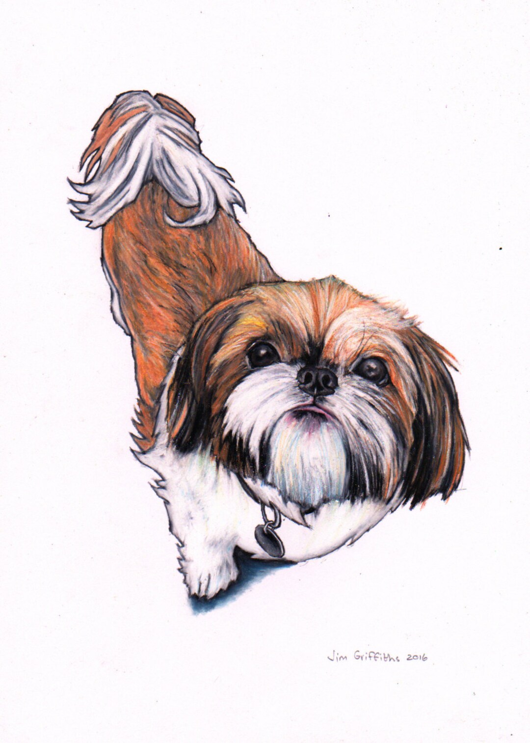 Shih Tzu Art Print, Shi Tzu Giclee Print From an Original Colour Pencil ...