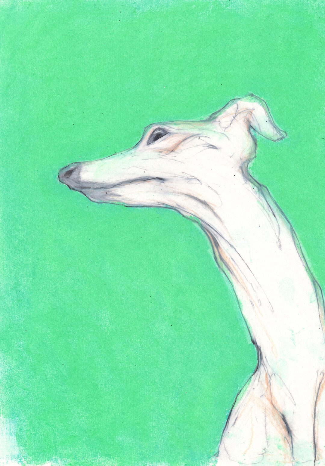 Whippet Art Print, a Print From an Original Pencil and Pastel Drawing ...