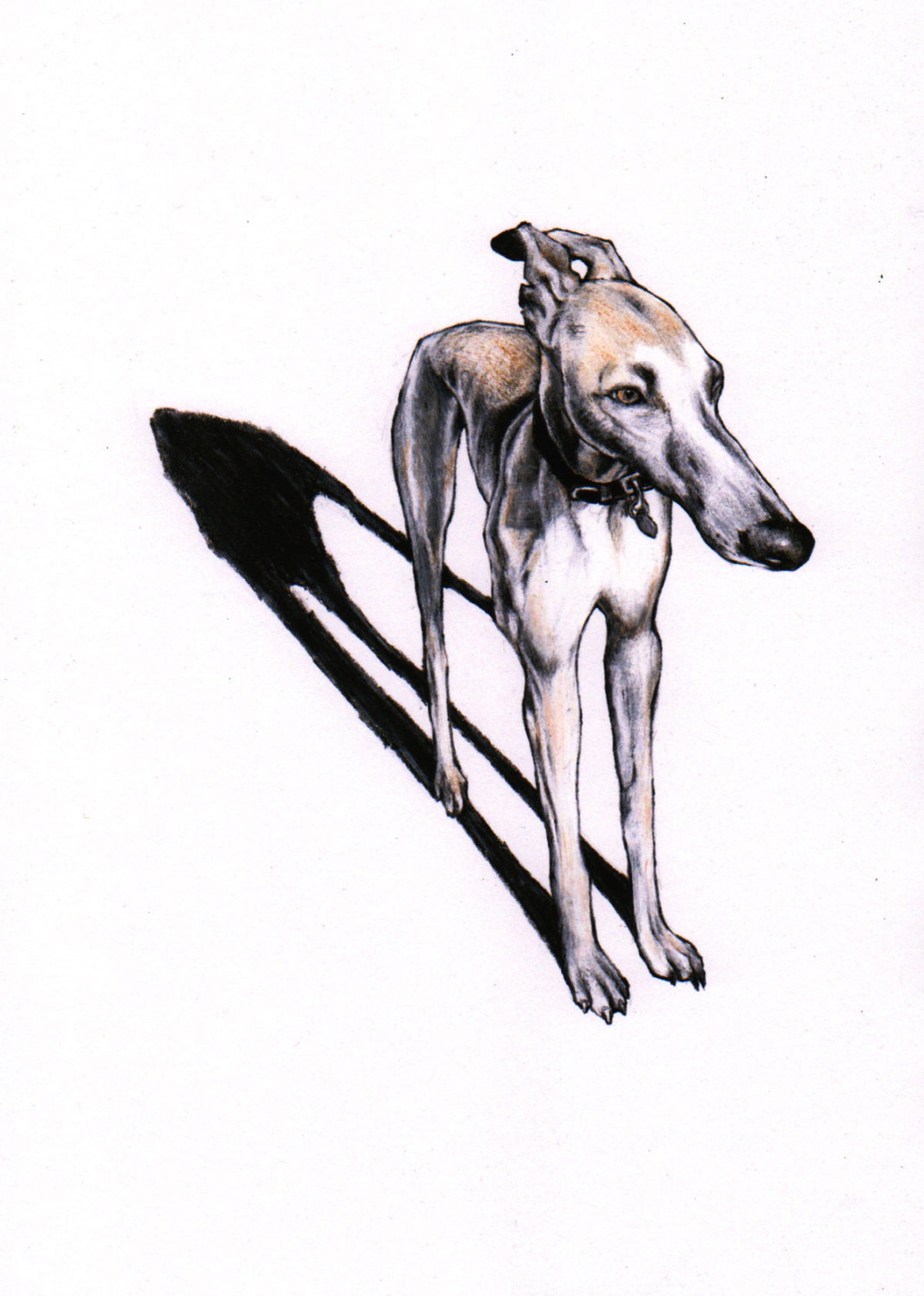 Whippet Wall Art, Whippet Art Print, Drawing of Ralph Whippet, by UK ...