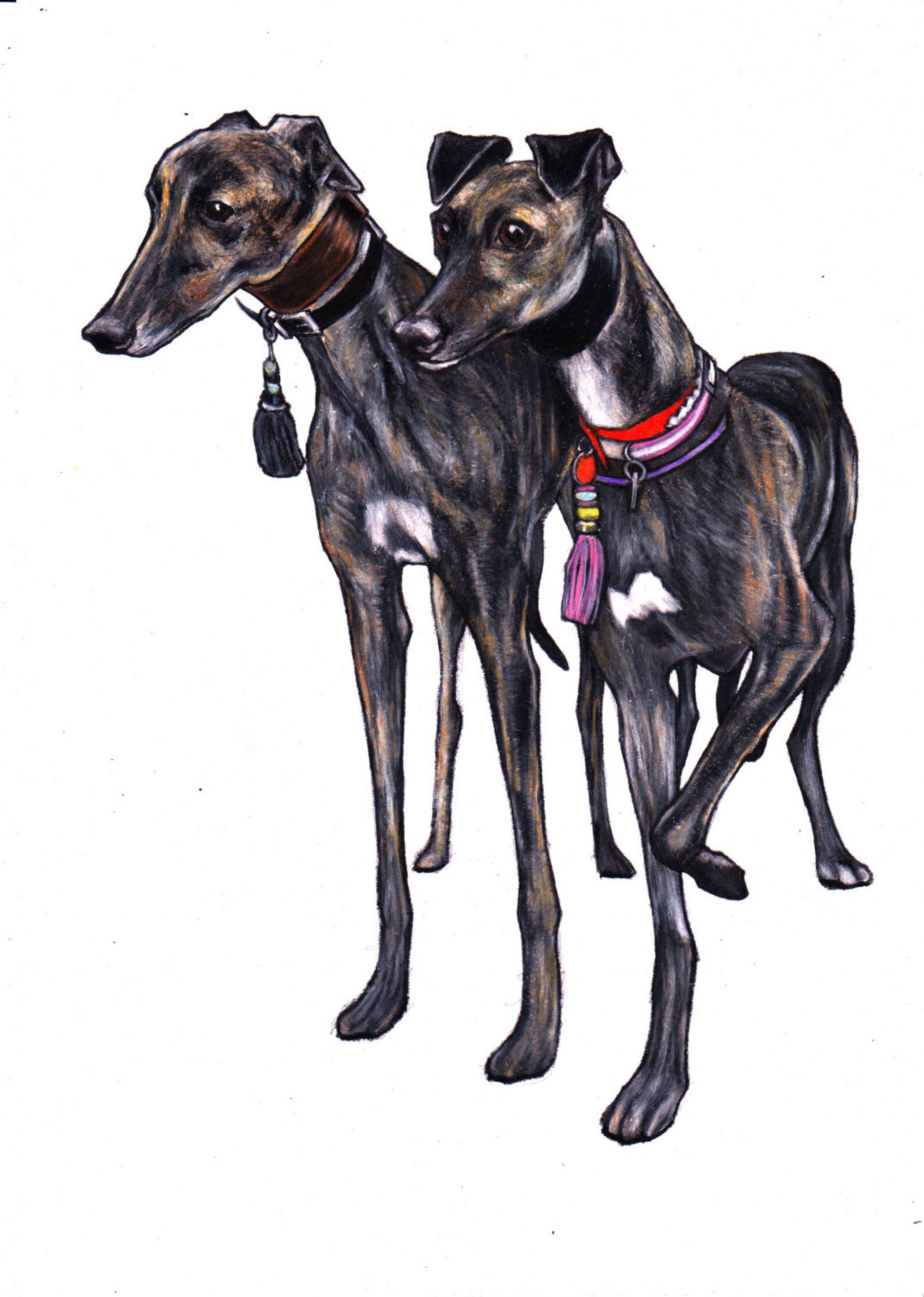 Greyhound Drawing Limited Edition Greyhound Art Print From - Etsy