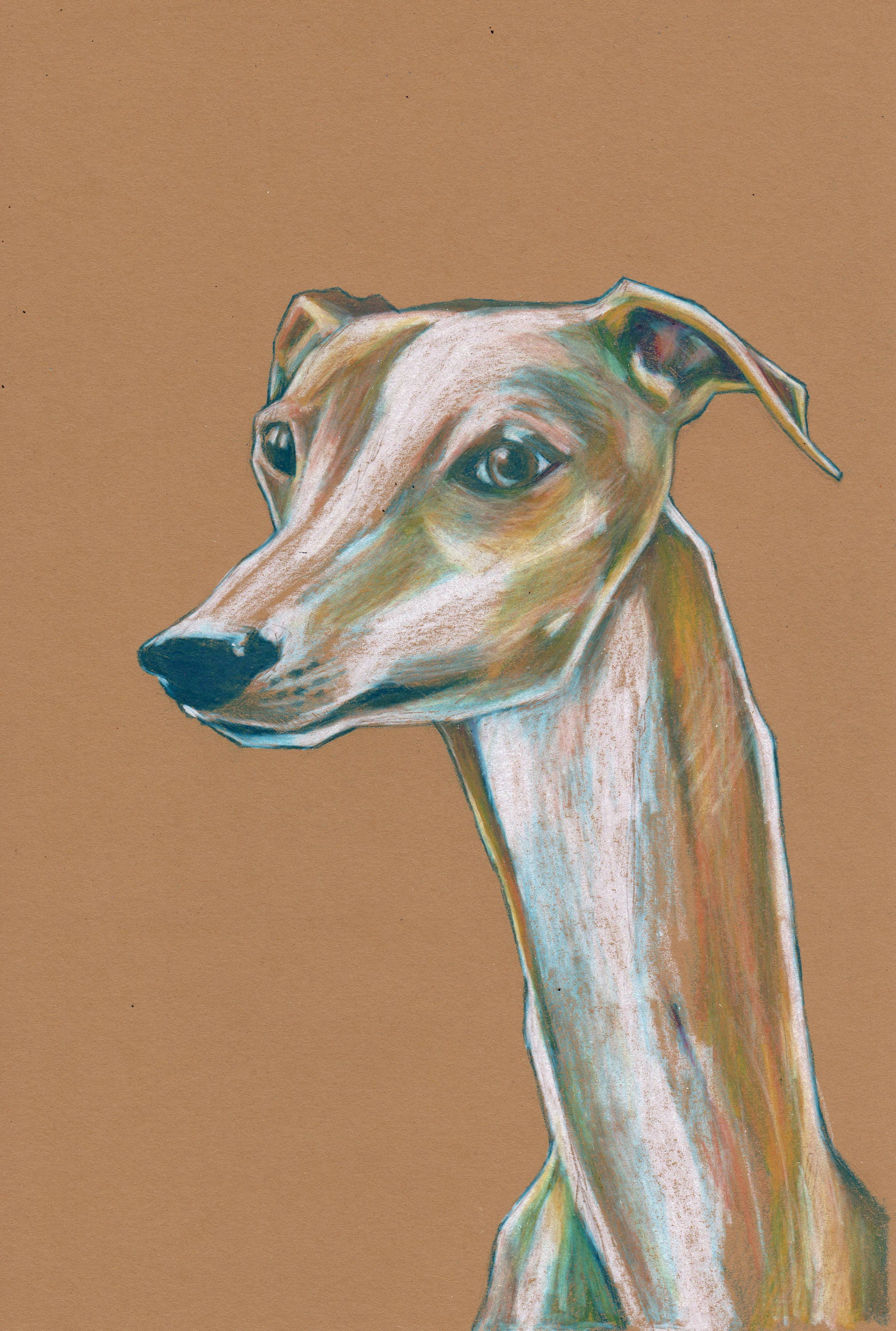 Original Drawing. A Coloured Pencil Sketch of a Whippet, Vinthund ...