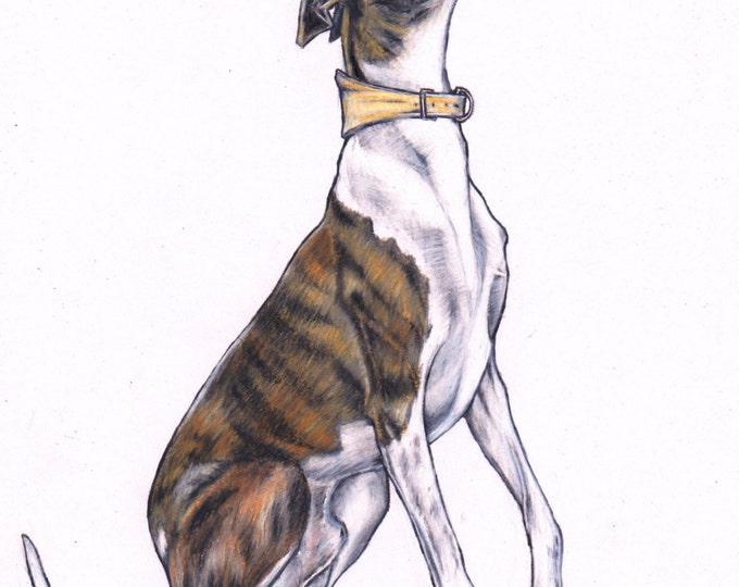 Whippet Print, Whippet Art Print From Original Colour Pencil Drawing by ...