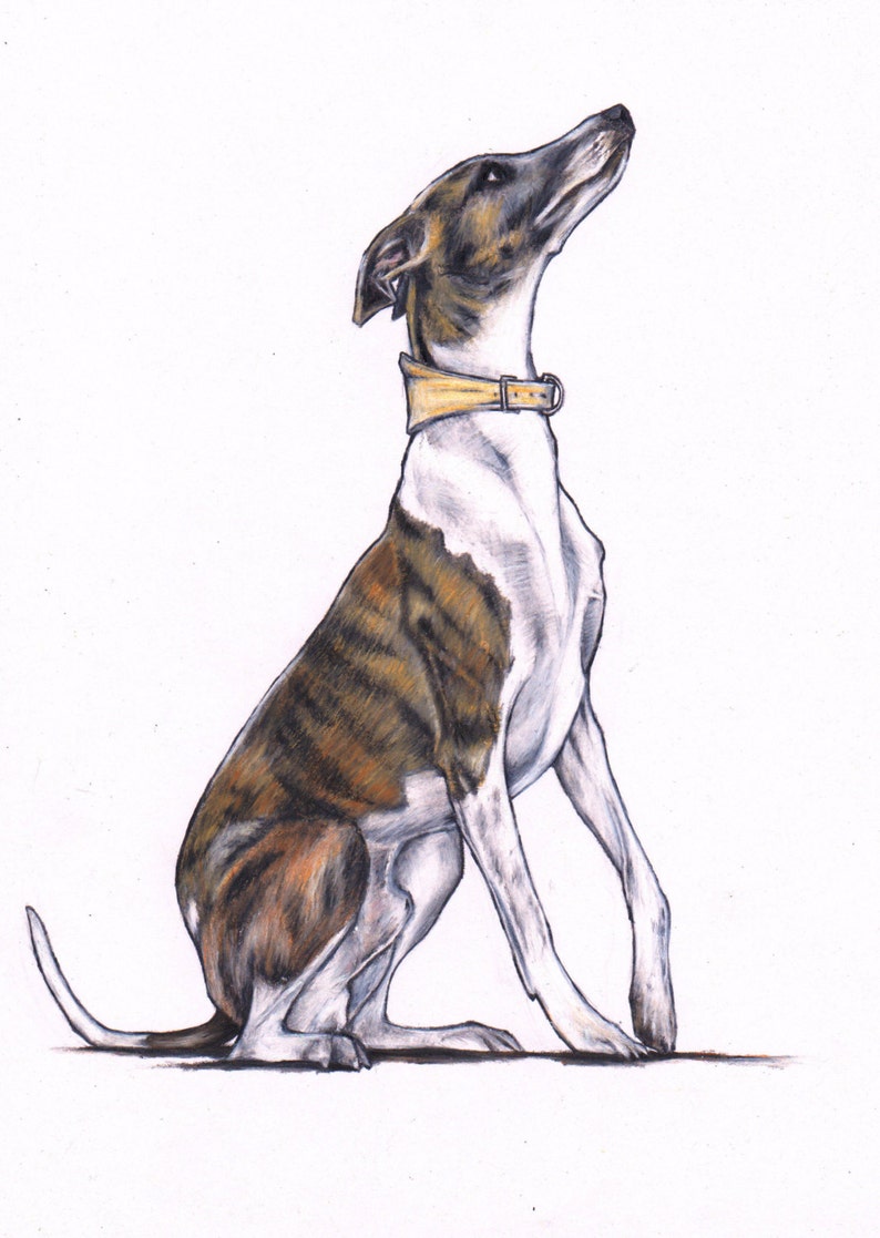 Whippet Print, Whippet Art Print From Original Colour Pencil Drawing by ...