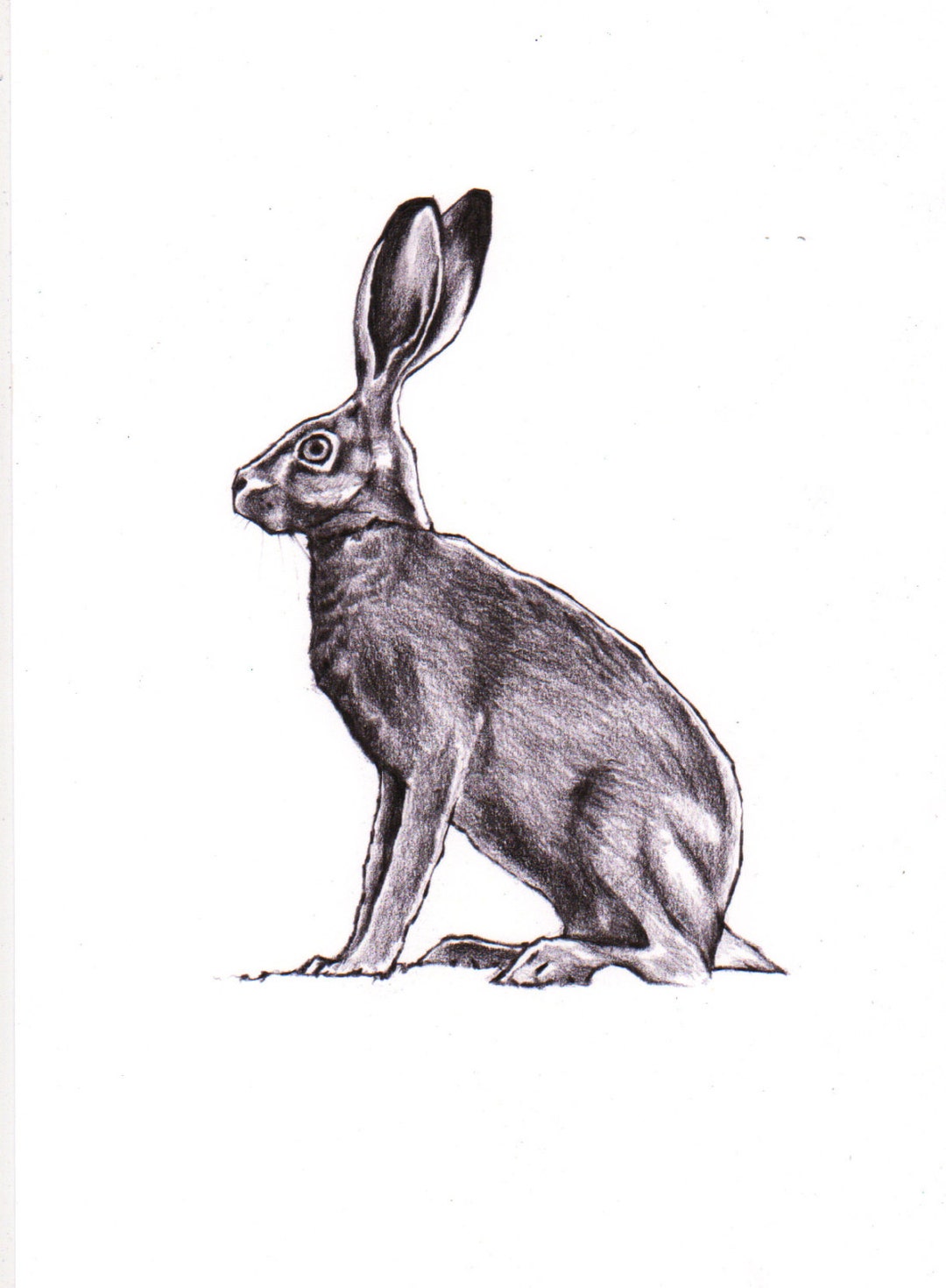 Hare Art Print, Hare Art Giclée Print, Hare Wall Art, by UK Artist Jim ...