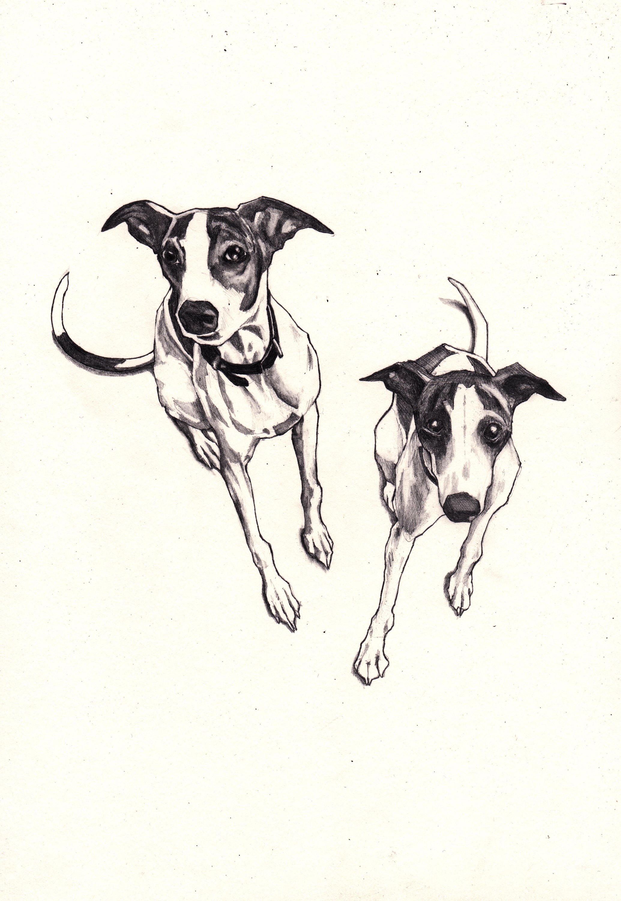 Custom pet illustration of 2 x pets together from photo Dogs | Etsy