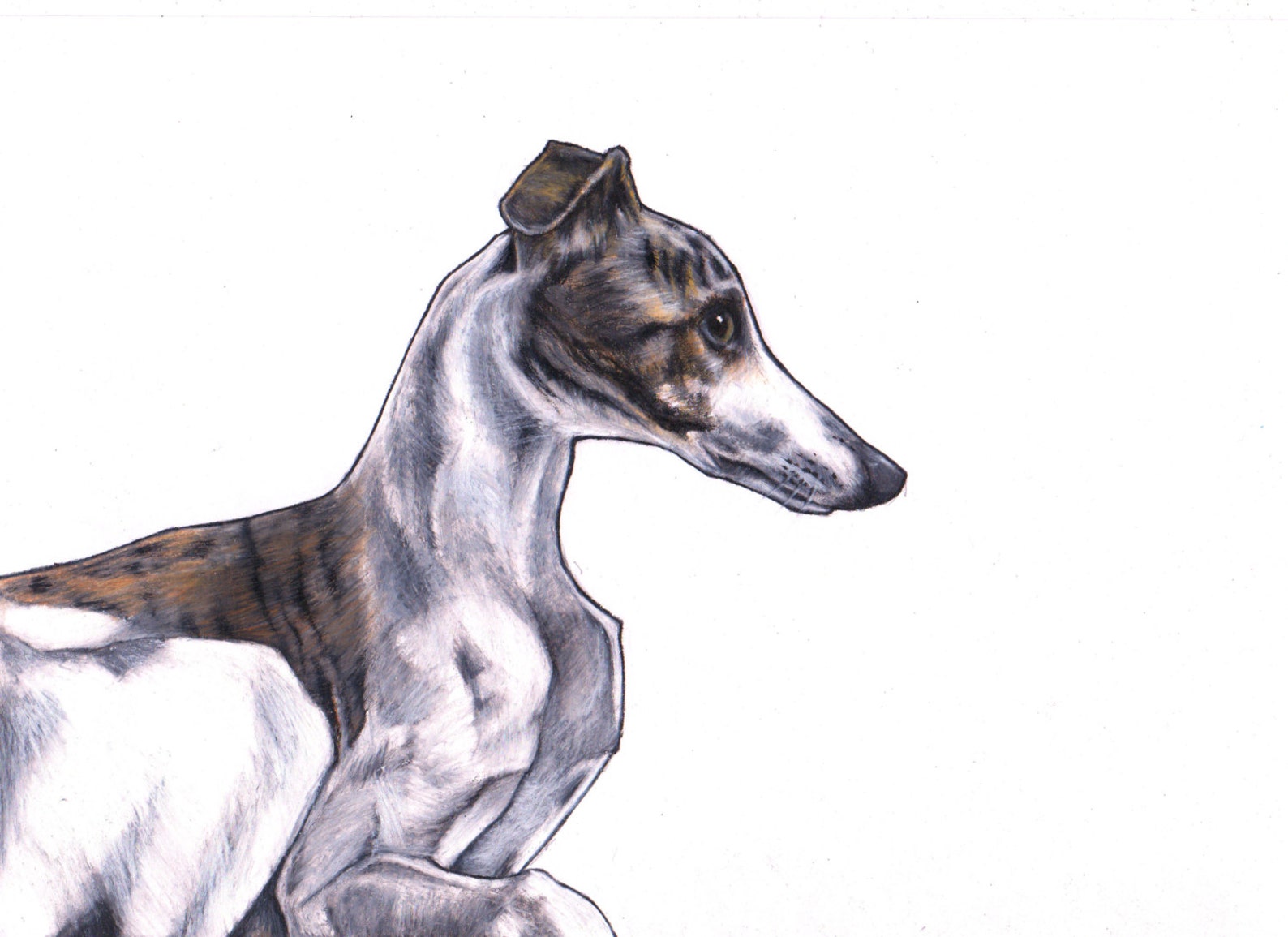 Whippet Art Print From Original Colour Pencil Drawing by Jim Griffiths ...