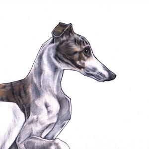 Whippet Art Print From Original Colour Pencil Drawing by Jim | Etsy