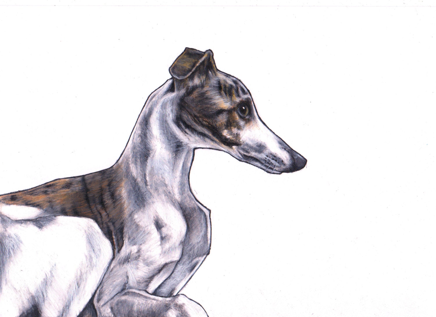 Whippet Art Print From Original Colour Pencil Drawing by Jim | Etsy