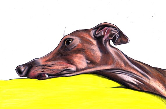 Tan Italian Greyhound