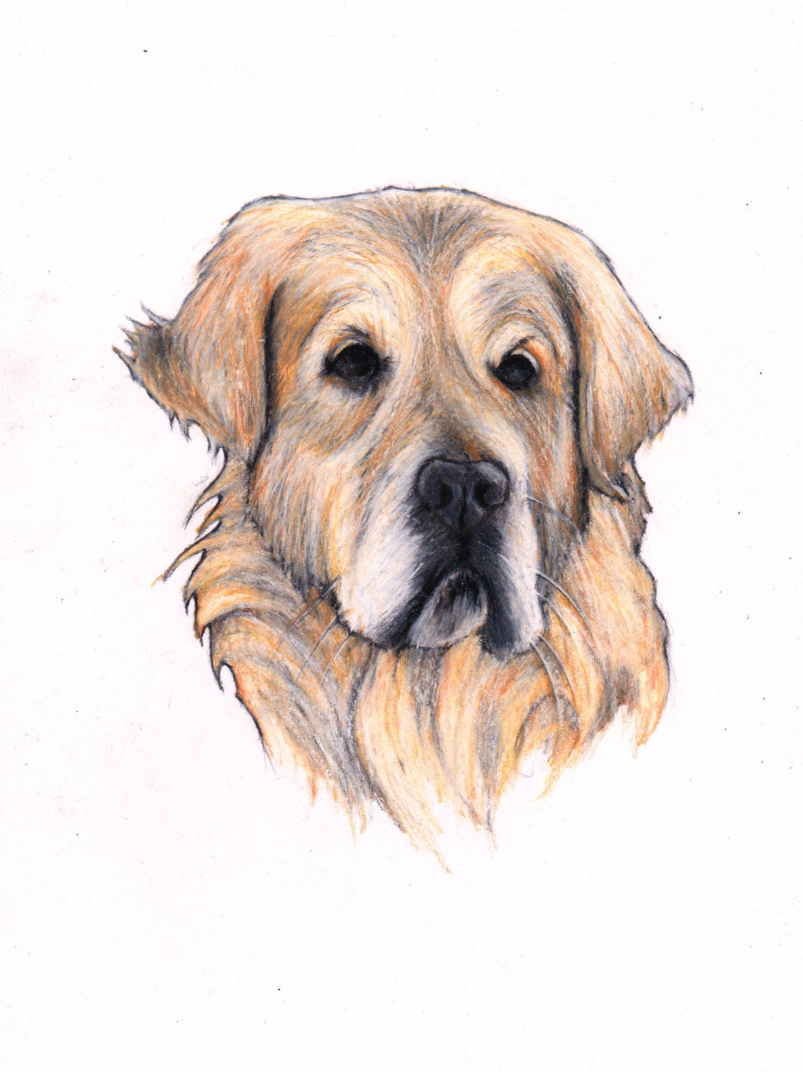 Labrador Art Print Labrador Drawing Labrador Golden | Etsy