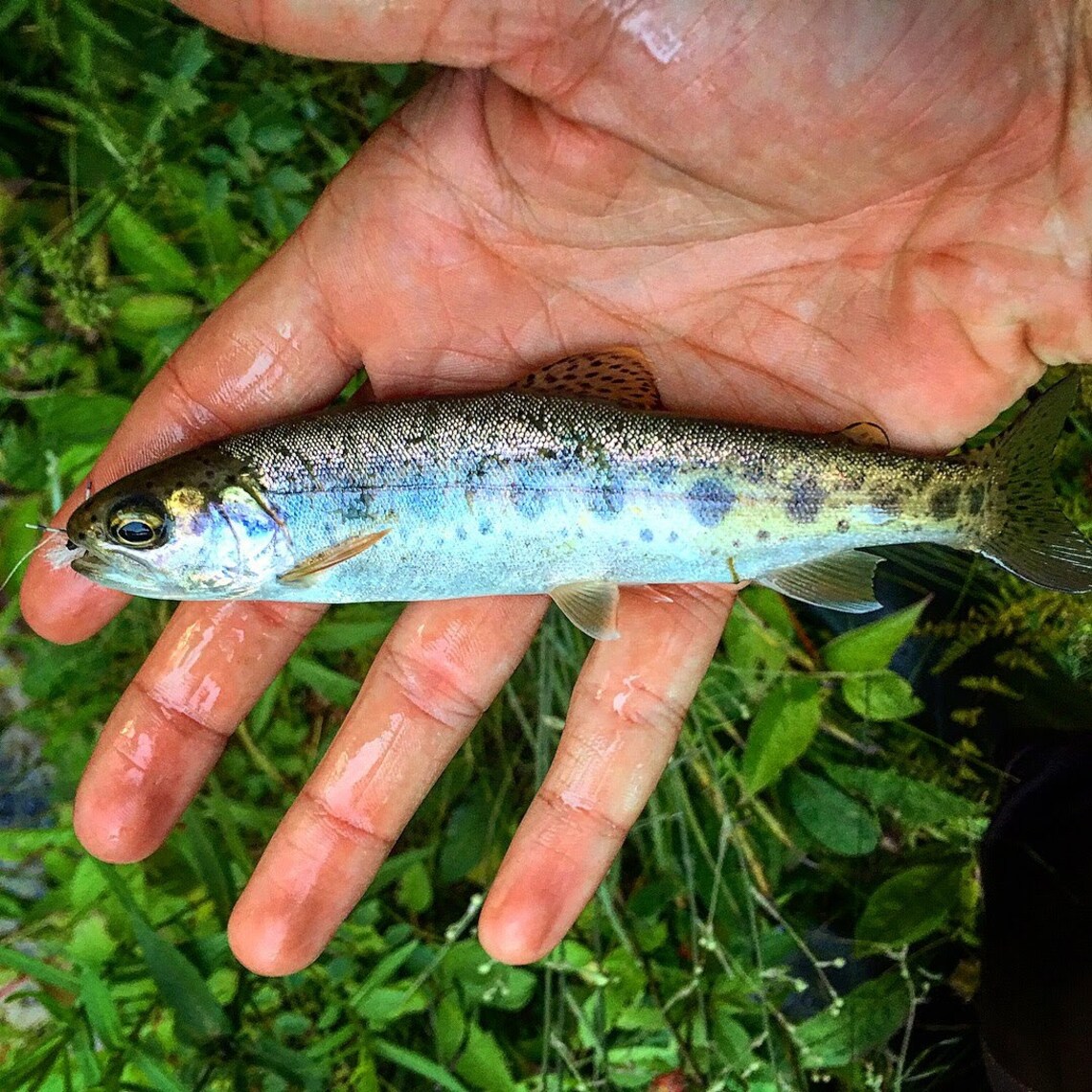 Fly Fishing Flies 'Match the Hatch' 6 Pack of Dry Flies - Etsy.de