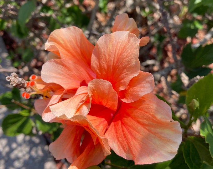 5 Coral - Peach Double Hibiscus Cuttings - Cut Fresh. Stunning Hawaii ...