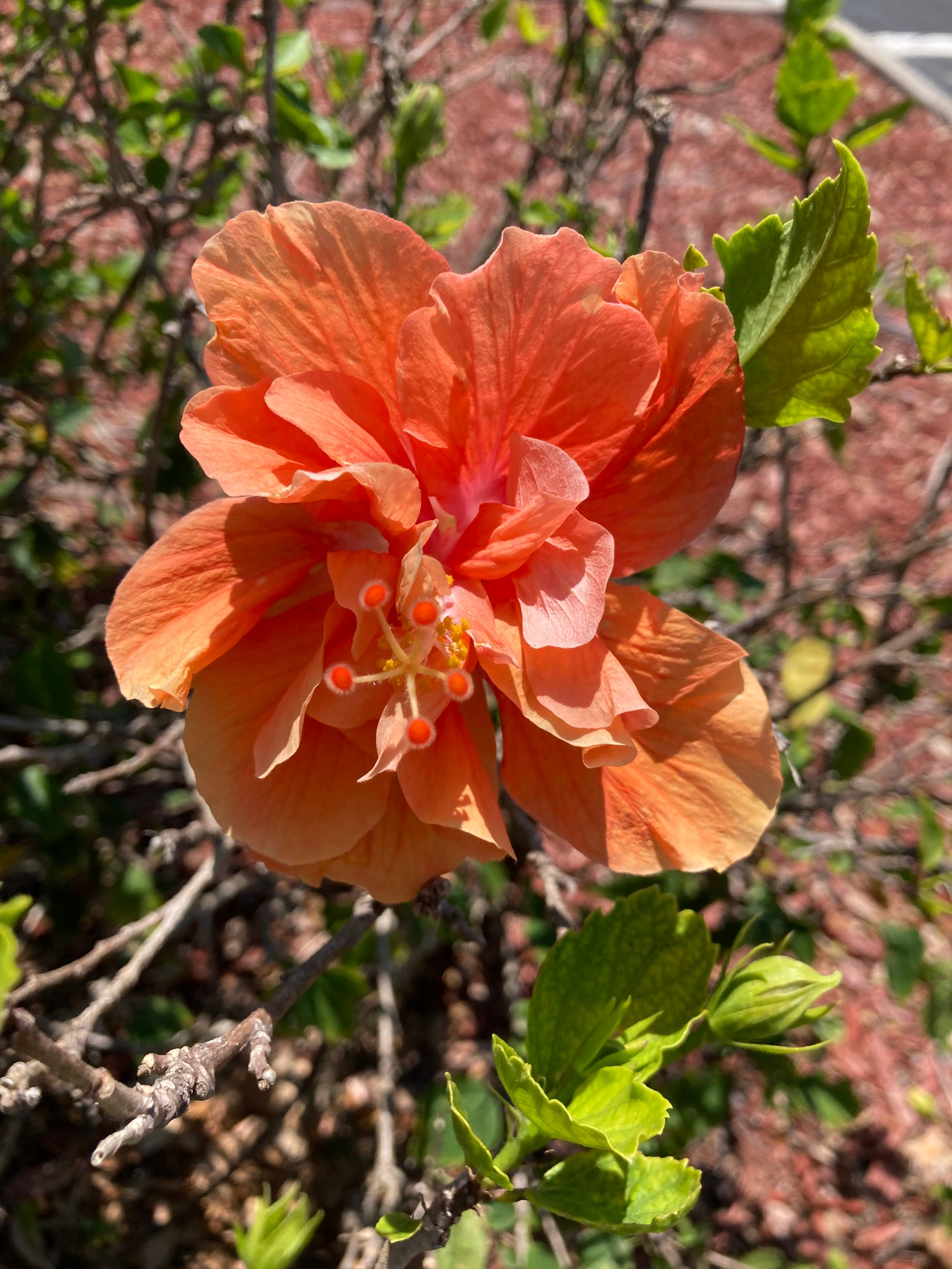 5 Coral - Peach Double Hibiscus Cuttings - Cut Fresh. Stunning Hawaii ...