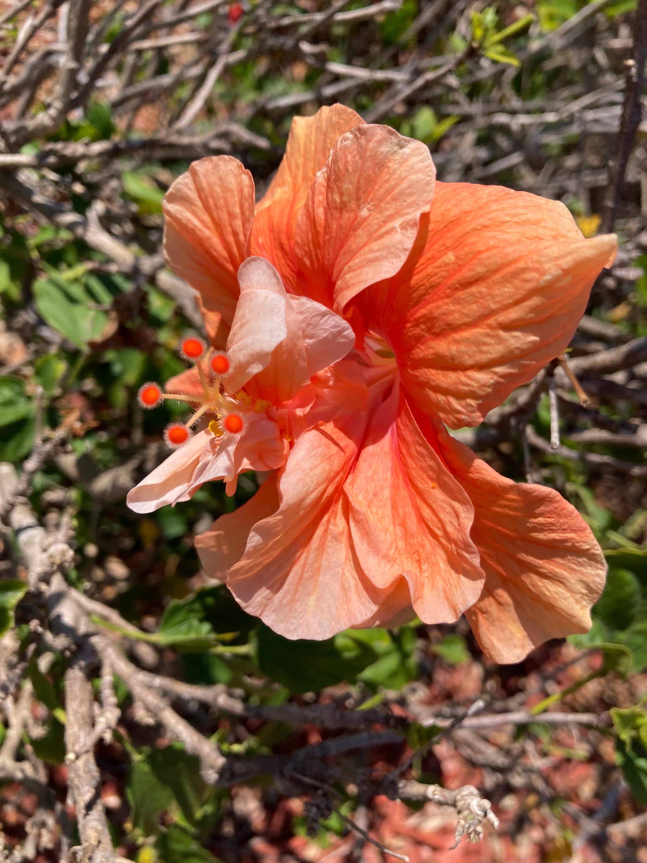 5 Coral - Peach Double Hibiscus Cuttings - Cut Fresh. Stunning Hawaii ...