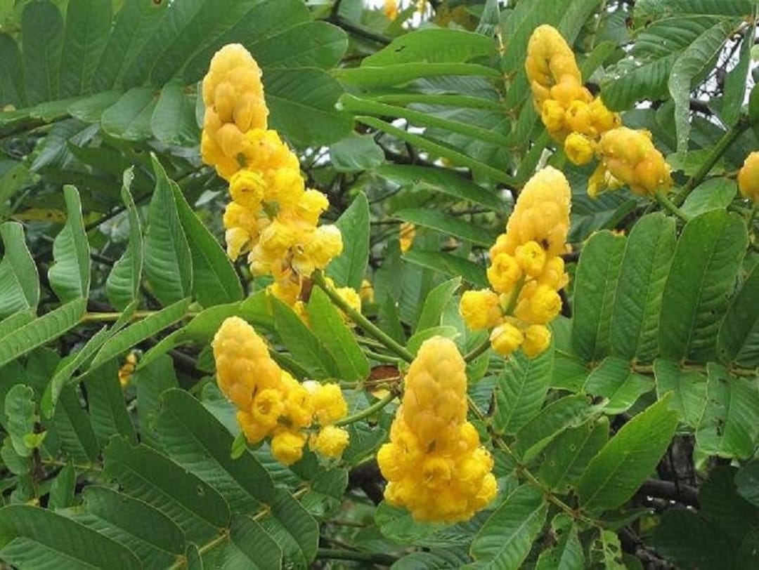 Candlestick Cassia, 30 Seeds per Pack, Organic, GMO Free, Heirloom ...