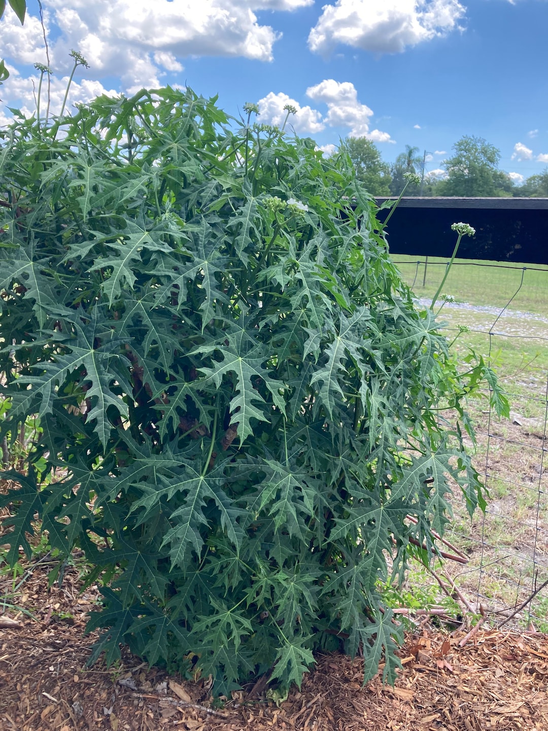 Dwarf Chaya ~ Mexican Spinach Tree ~ Starter Plant. Mayan Tree Spinach ...