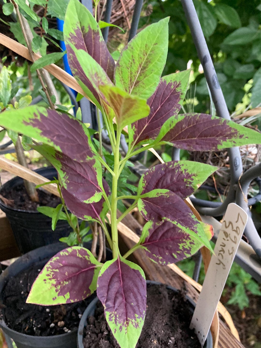 Lagos Spinach. Seeds or Starter Plant. Heat Tolerant Spinach ...