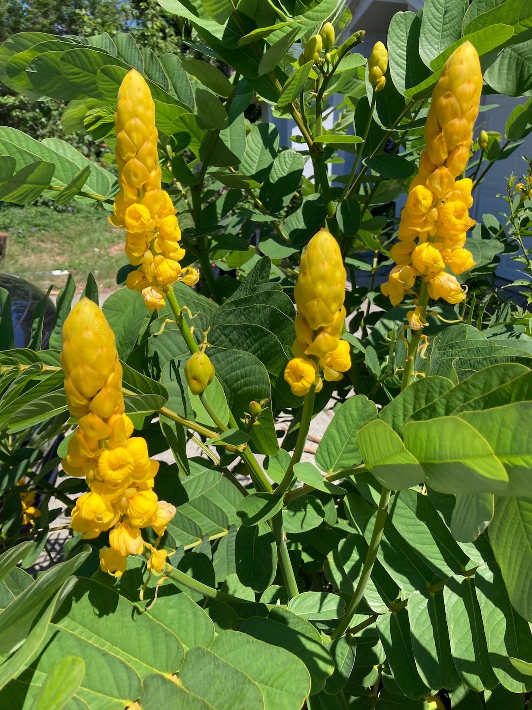 Small Candlestick Cassia Starter Plant. Rooted Seedling. Beautiful ...