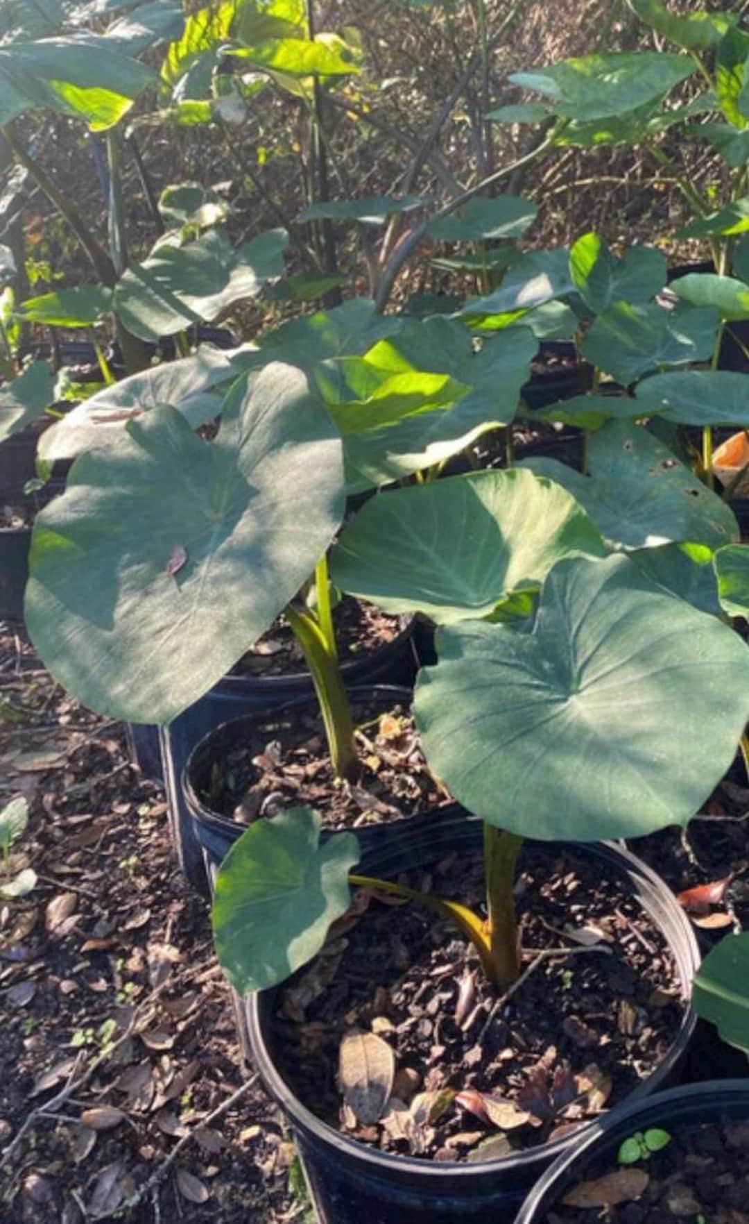 Fresh Malanga, Taro Root Bulbs ~ Lila, Blanca, Edo Edible Elephant Ear ...
