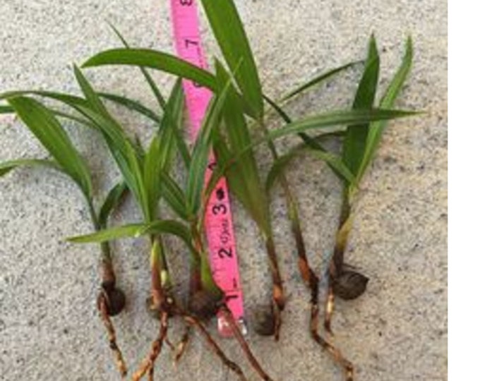 8 Native Florida Cabbage Palm Seedlings - Etsy