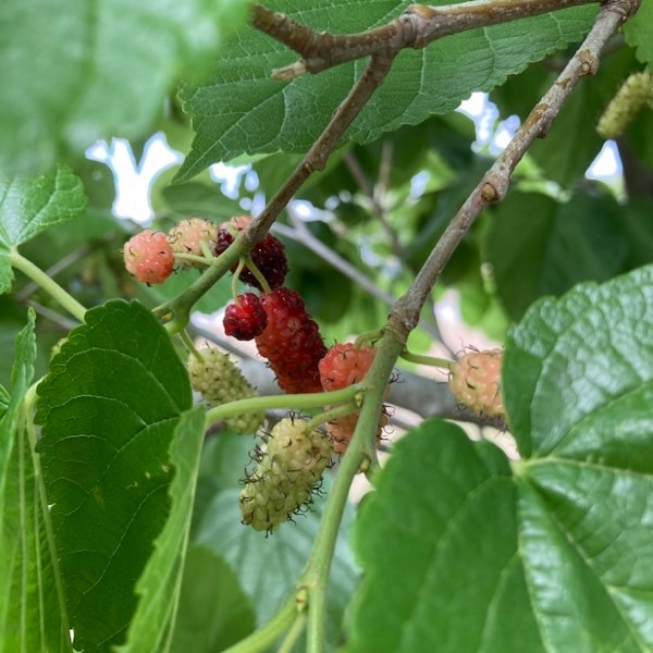 Mulberry Tree - Etsy