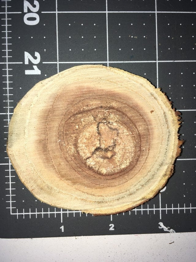 Cross Section Of Pine Wood