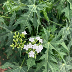 Dwarf Chaya ~ Mexican Spinach Tree ~ Starter Plant. Mayan Tree Spinach ...
