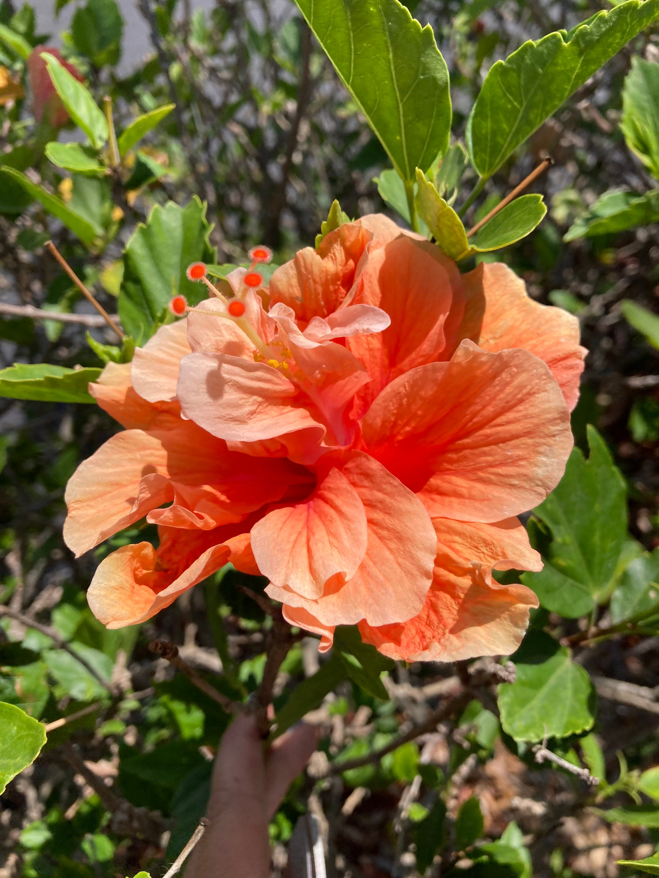 5 Coral - Peach Double Hibiscus Cuttings - Cut Fresh. Stunning Hawaii ...