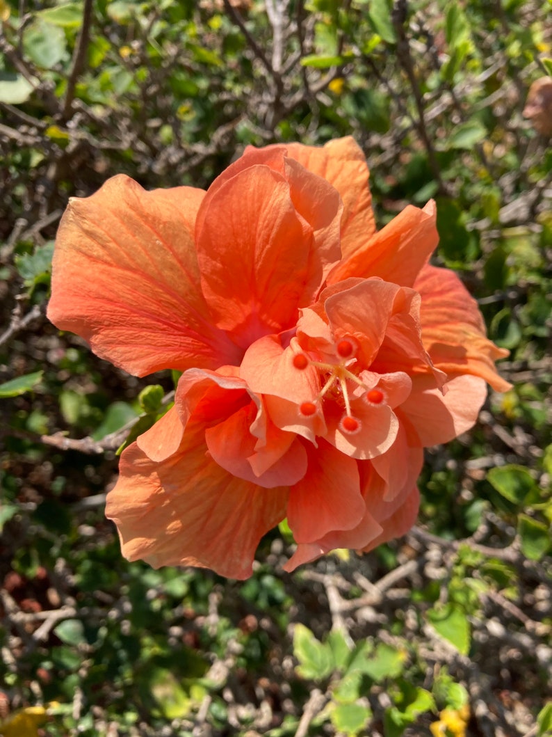 5 Coral - Peach Double Hibiscus Cuttings - Cut Fresh. Stunning Hawaii ...
