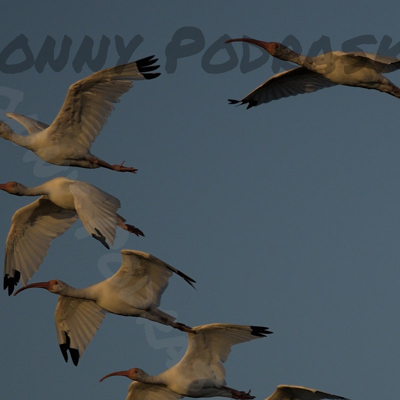 DonnyPodrasky - Etsy