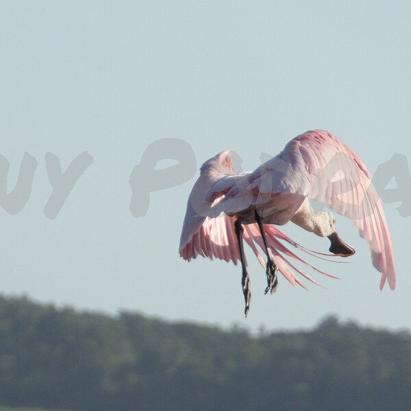 DonnyPodrasky - Etsy