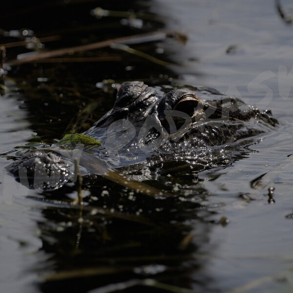 DonnyPodrasky - Etsy